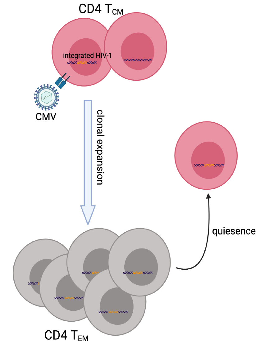 CMV/HIV co-infection – Mudd Laboratory